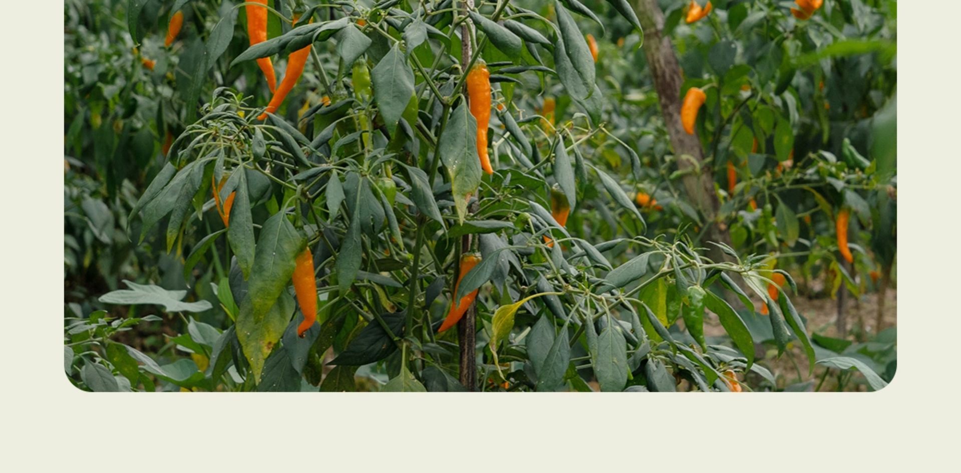 Get Fresh Yellow Pepper Sauce--Fresh & Tangy Flavor 210 g Delivered ...