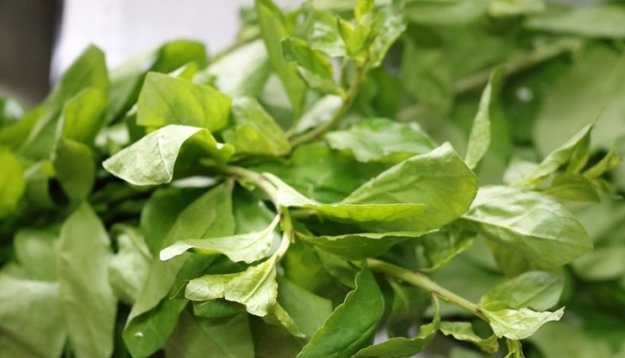 Get Chinese Wolfberry Leaves Delivered | Weee! Asian Market