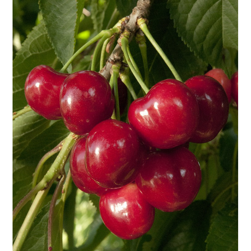Get California Cherry Delivered | Weee! Asian Market
