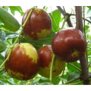 Get Honey Jujube Delivered | Weee! Asian Market