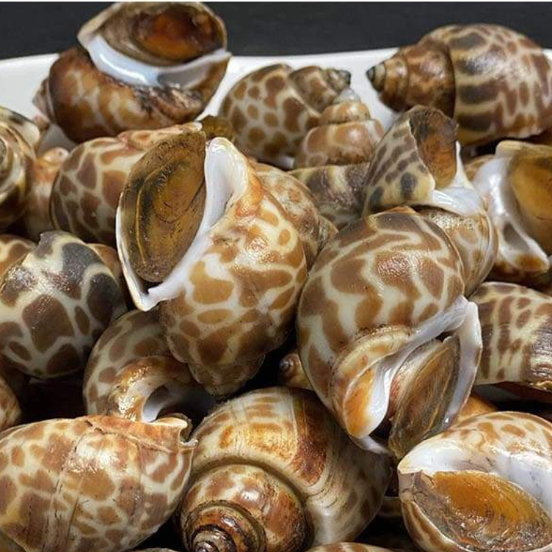 Get Frozen cooked Flower Perinwinkle Snails Delivered | Weee! Asian Market