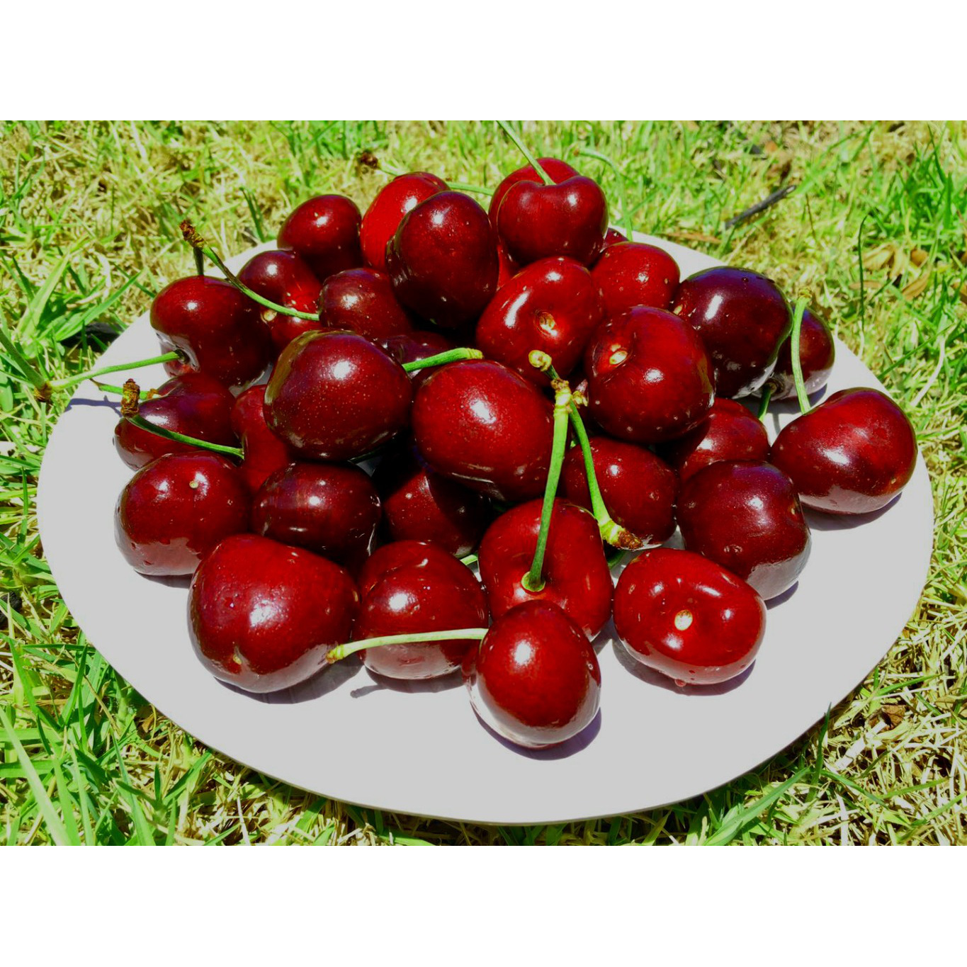 Red Washington Cherry, 2-2.25 lbs - Weee!