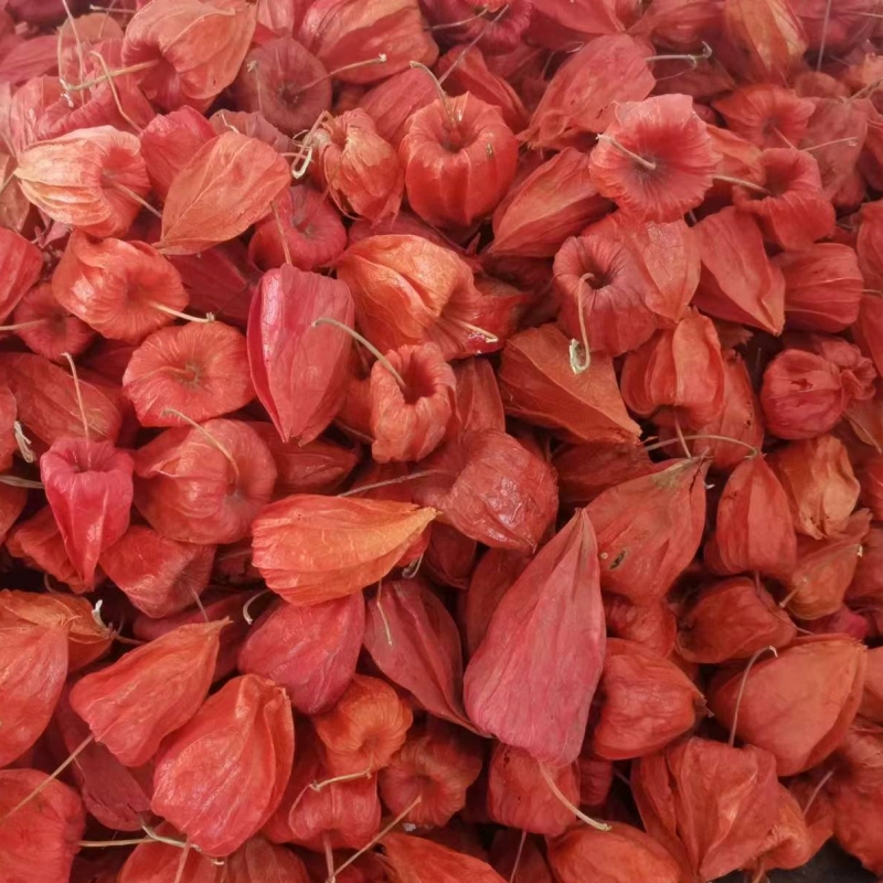 Northeast Changbai Mountain, Red Girl, Fruit, Bitter Mushroom, Niang ...