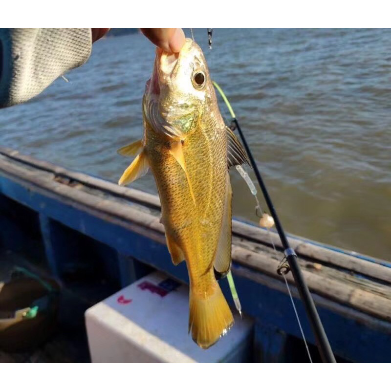 Get Fresh Canadian Yellow Croaker Delivered | Weee! Asian Market