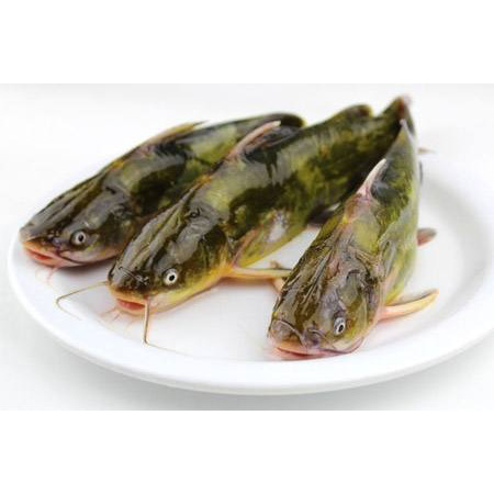 Yellowhead Catfish - Weee!