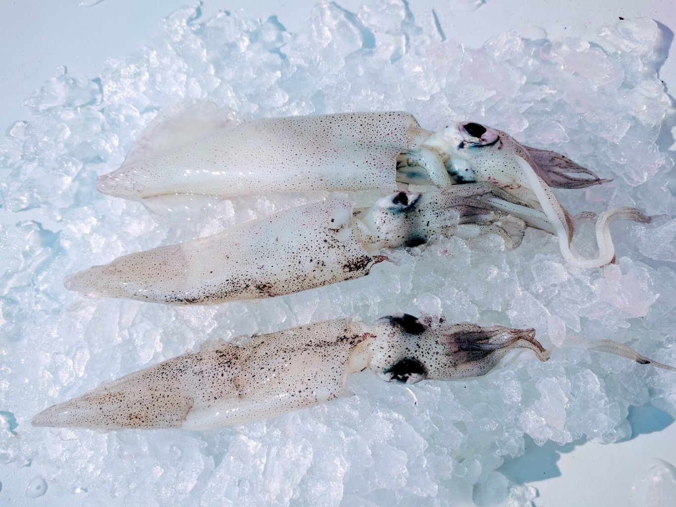 Get Ocean Angel Wild Whole Squid Calamari Delivered | Weee! Asian Market