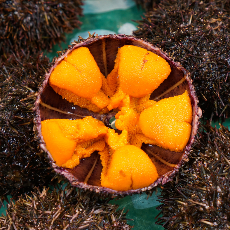 Get Live Fresh Whole Sea Urchin- 10lb/box Delivered | Weee! Asian Market