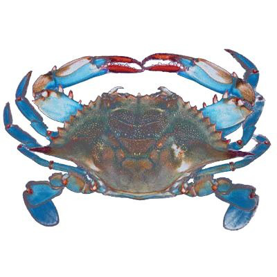 Blue Crab - Weee!