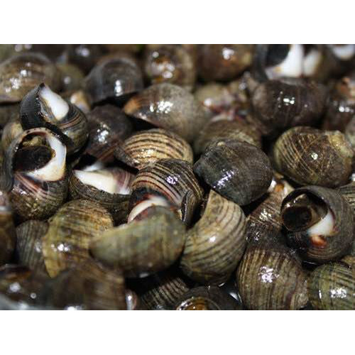 Chinese Mystery Snail Preferred Habitat at Mark Fletcher blog