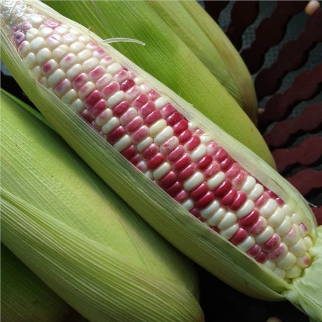 Get Tri-Color Sticky Corn Delivered | Weee! Asian Market