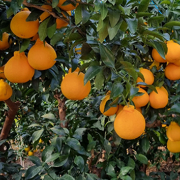 Get [Korea Direct ]Hallabong of Jeju Island Delivered | Weee! Asian Market