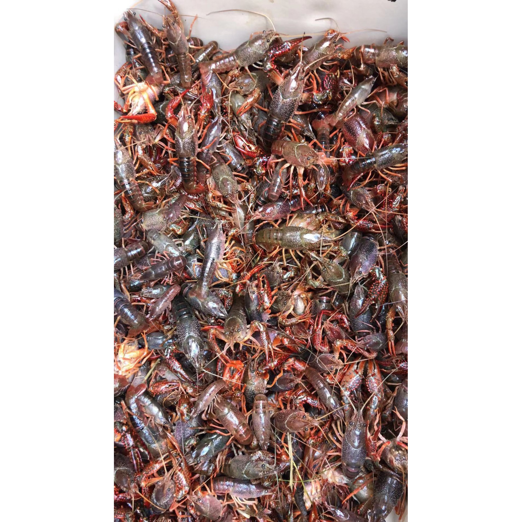 Dwarf crayfish lobster (About 3 lbs) - Weee!