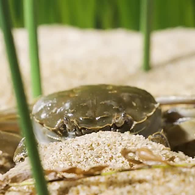老字號沈大成蟹黃醬拌飯醬蟹膏拌麪醬90g - Weee!