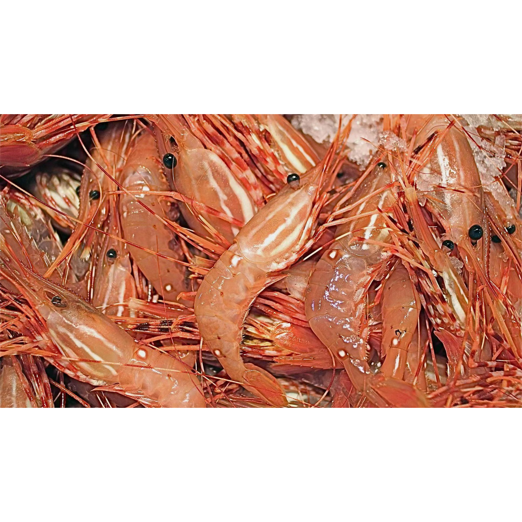 Fresh Live Spot Shrimp 【Dragon Baby Seafood】 - Weee!