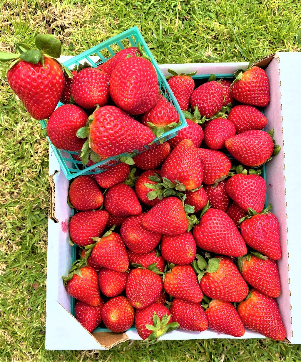 Get Strawberries Gift Box Delivered | Weee! Asian Market