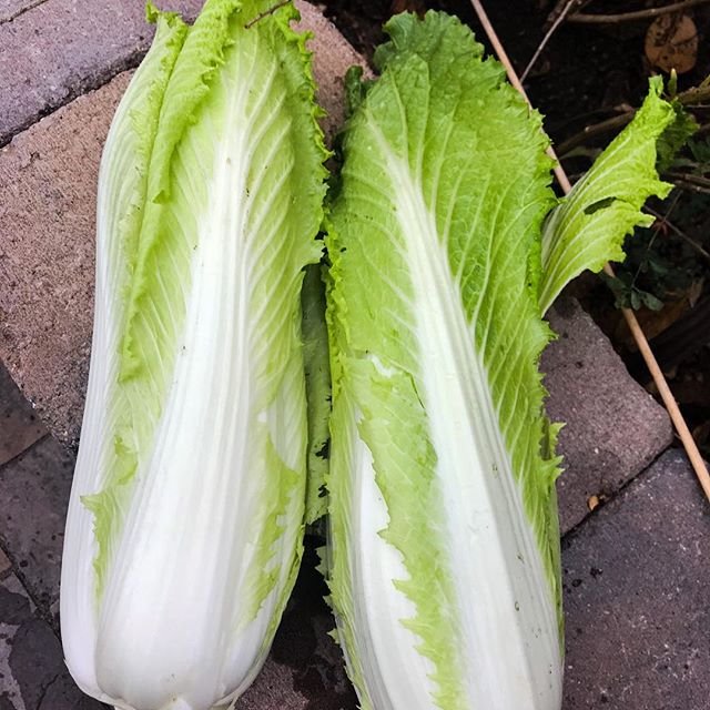 Long Napa Cabbage - Weee!