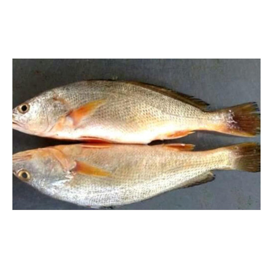 Get Fresh Canadian Yellow Croaker Delivered | Weee! Asian Market