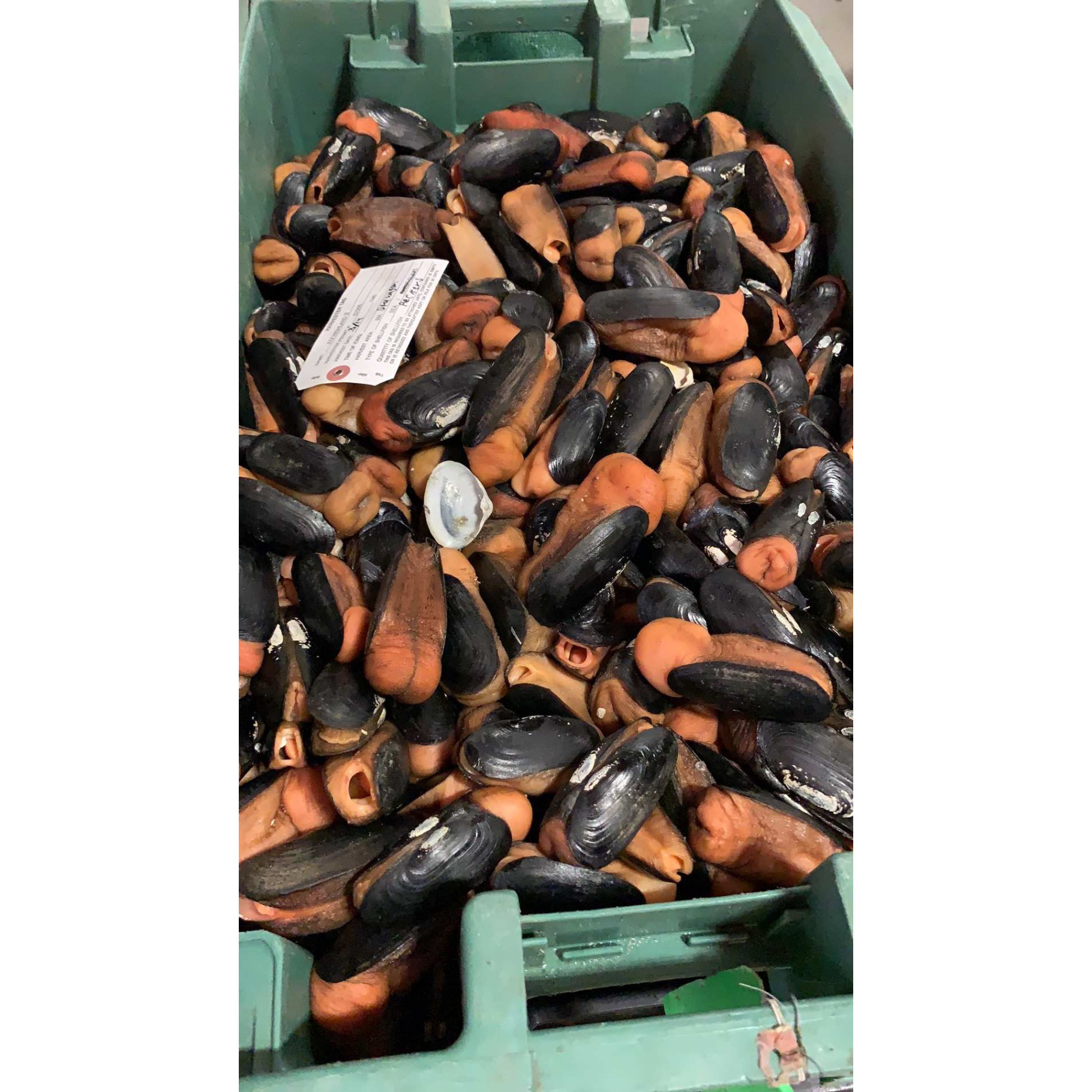 Get Fresh flying wild geoduck arould 2lb Delivered | Weee! Asian Market