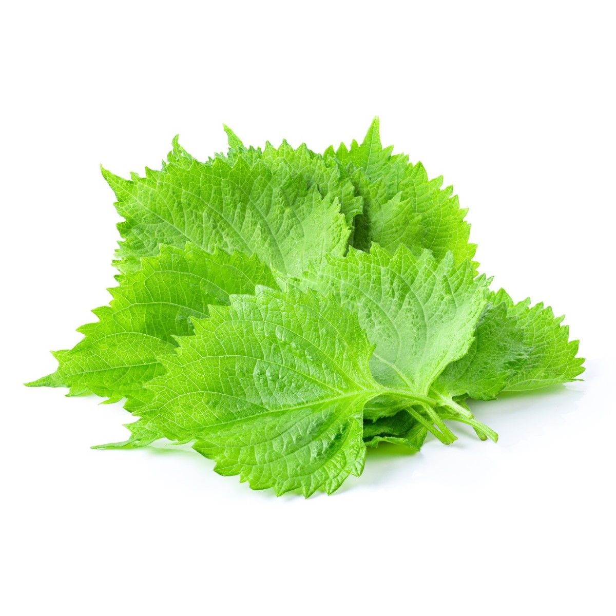 Get Green Shiso (Ohba) Leaves 1 bunch Delivered | Weee! Asian Market