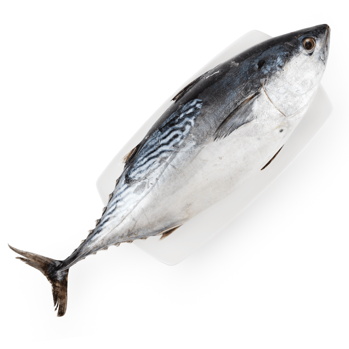 Get Frozen Whole Round Giant Bonita Fish 4-6 lb Delivered | Weee! Asian ...