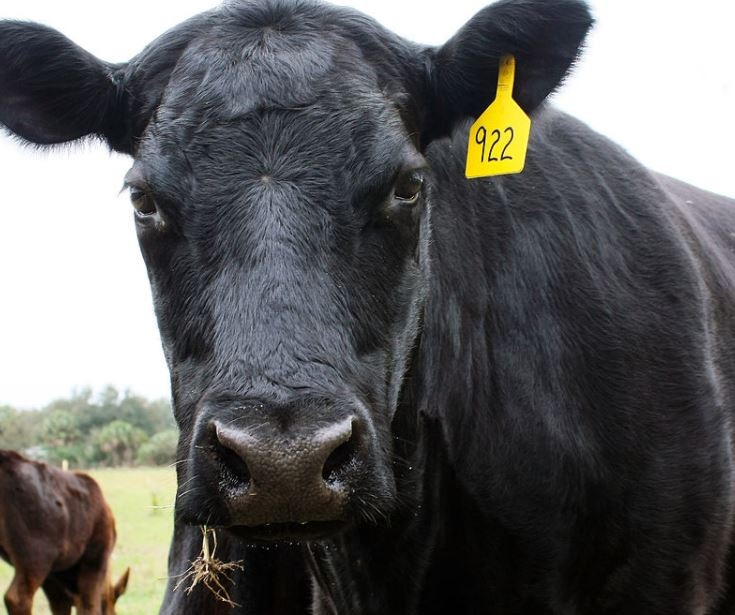 1855 Black Angus Beef Boneless Strip Steak USDA Choice - Weee!