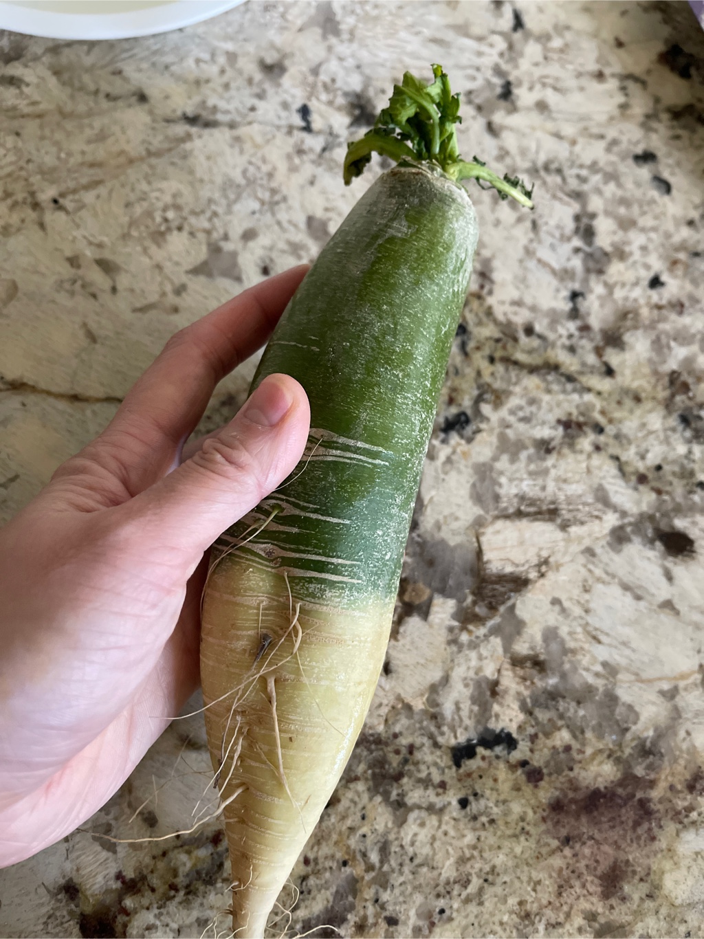 Green Daikon
