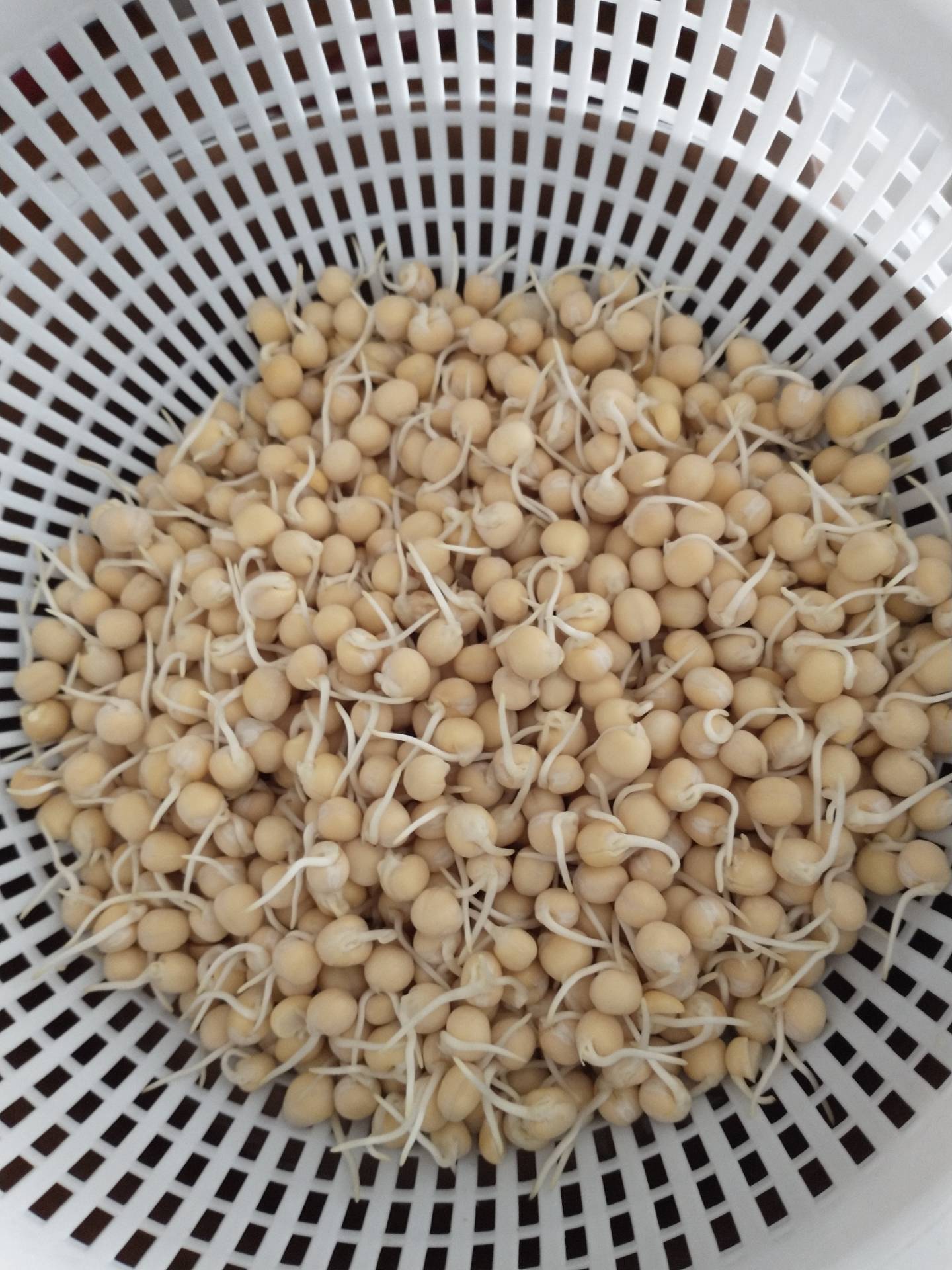 Buy Yellow Watana near me with free delivery