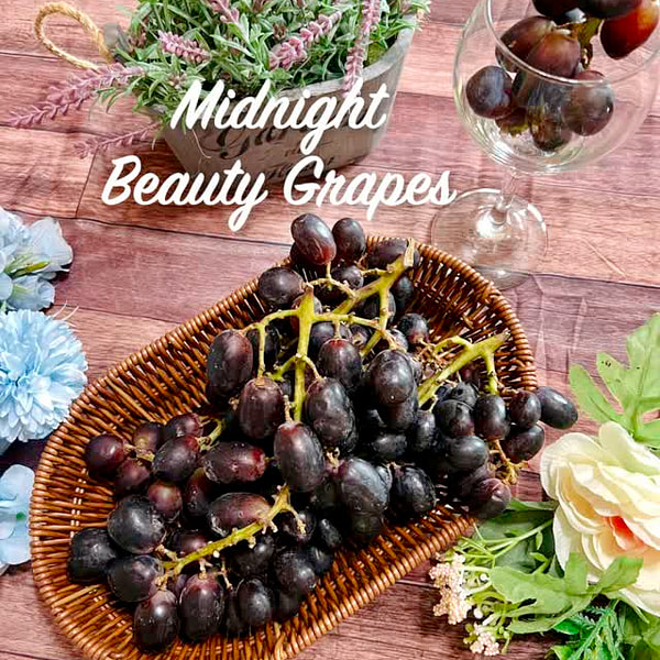 Midnight Beauty grapes 🍇