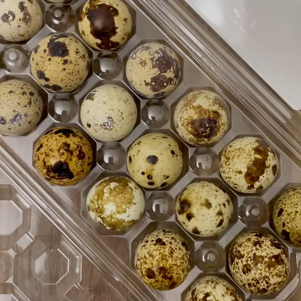Fresh Quail Eggs 18pcs/box 18pcs