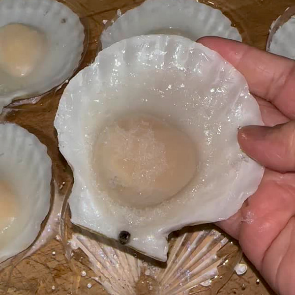 Japanese half shell scallops