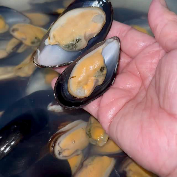Green-lipped clams on half shell